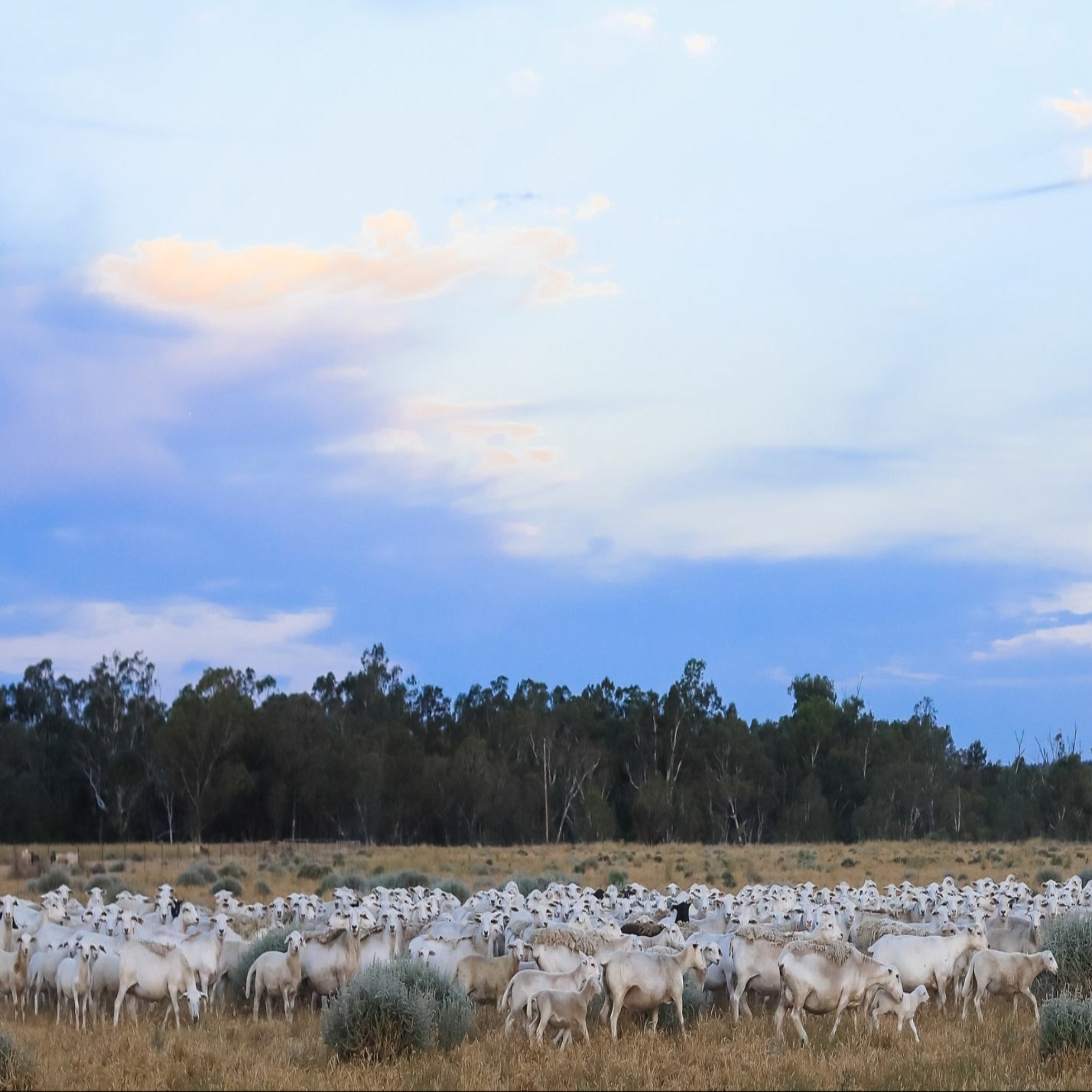 Macintyre Brook - Delicious, nutritious, ethical Australian Lamb ...